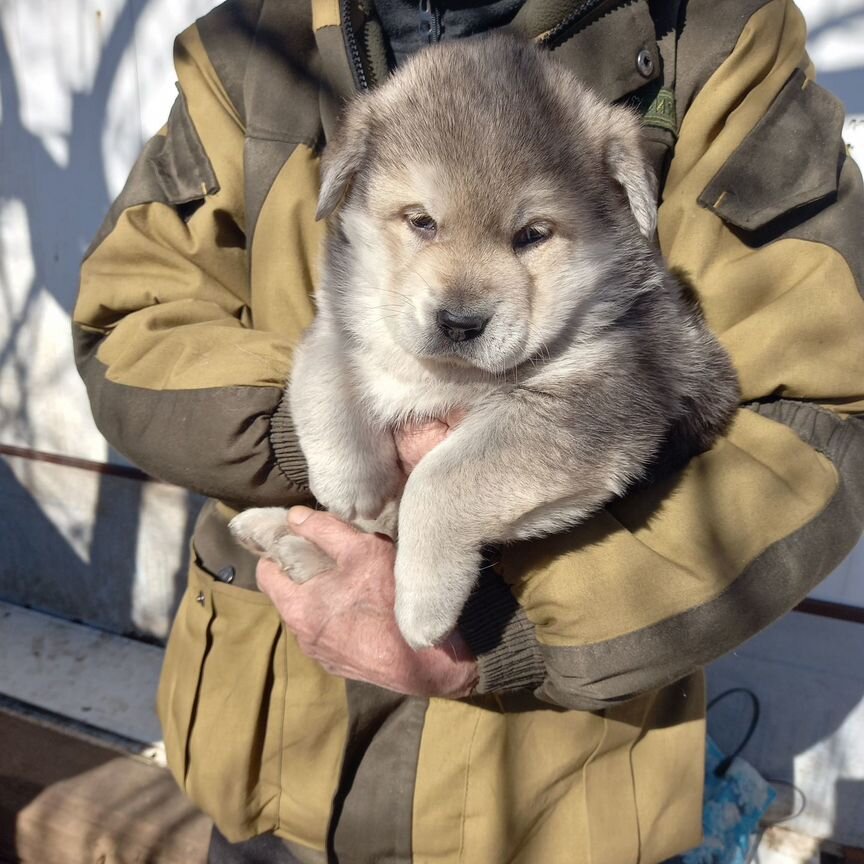 Овчарята смесь