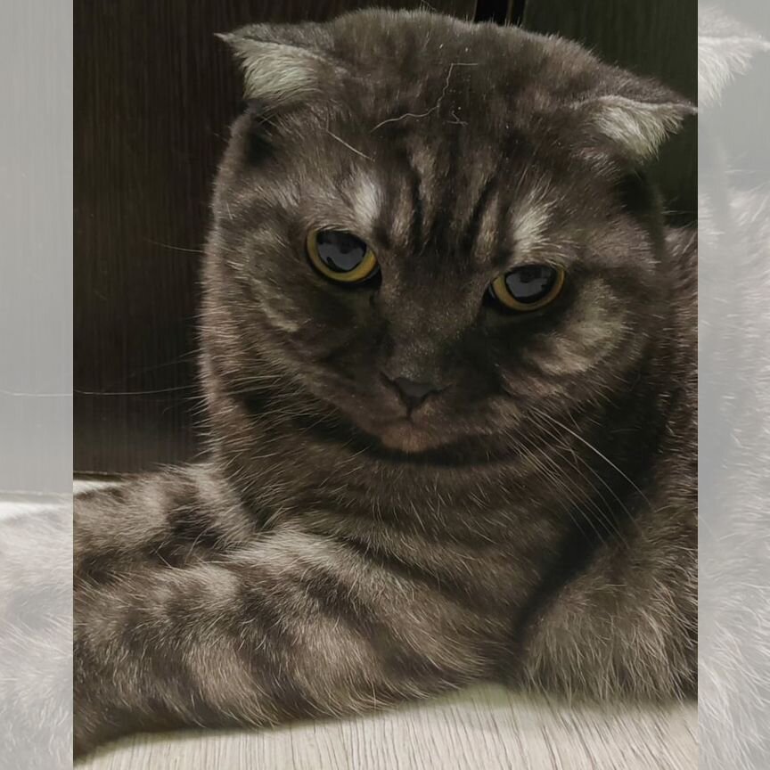 Отдам в добрые руки