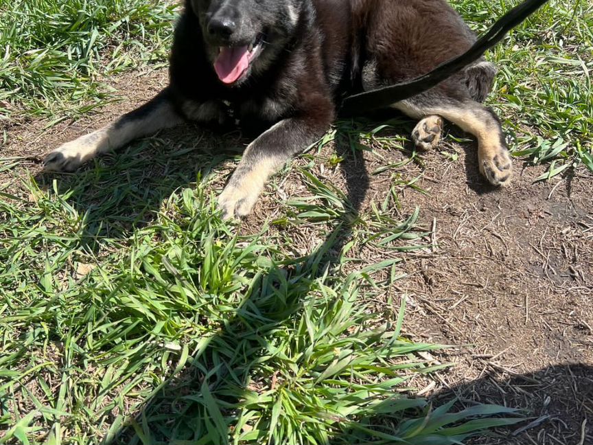 Рэкс 4 месяца с доставкой