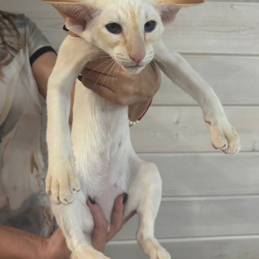 Ориентальный котенок