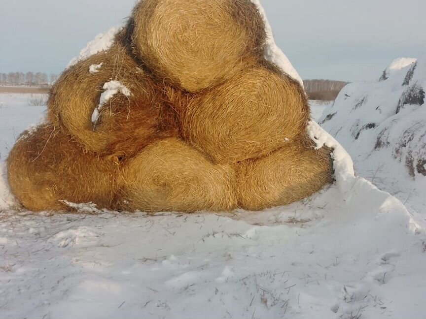 Сено солома