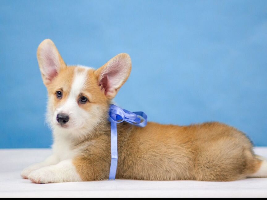 Вельшкорги Пемброк мальчики и девочки