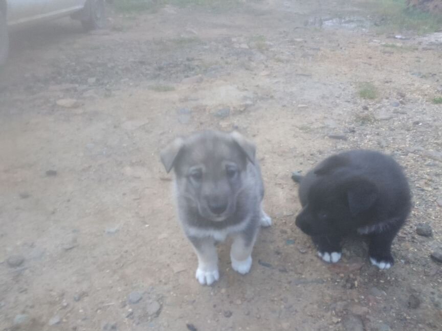 Щенки западно сибирской лайки