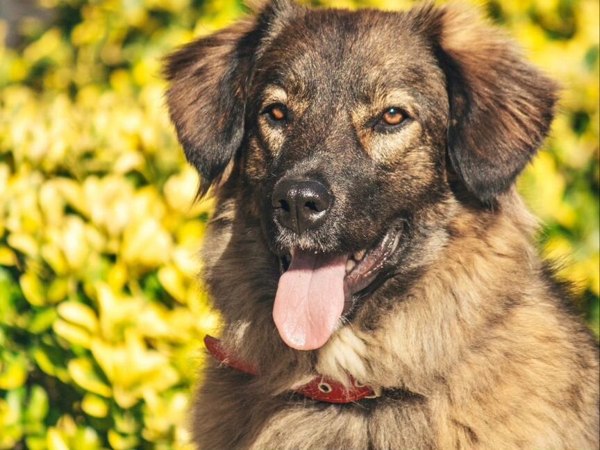 Собака в добрые руки