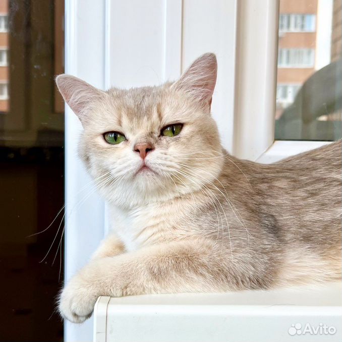 Юная британская кошка Плюша в добрые руки