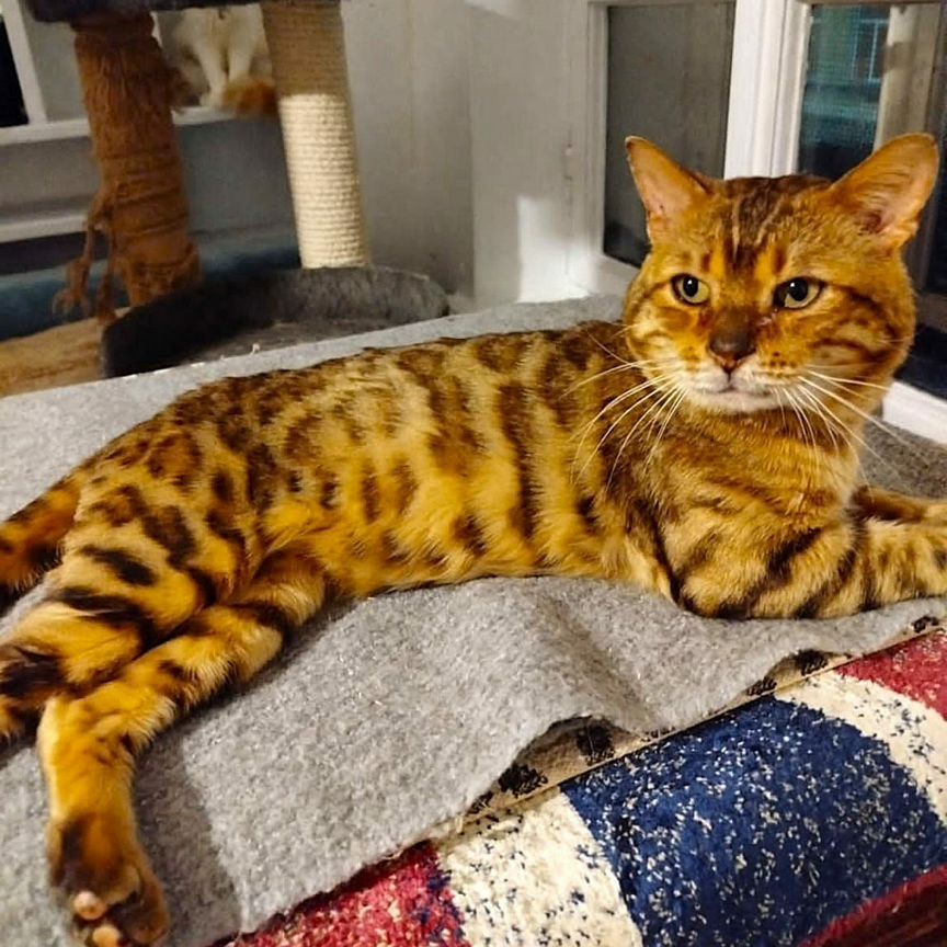 Кот нежный молодой Бенгальская