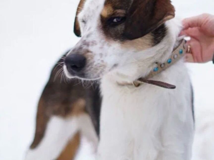 Собака в добрые руки