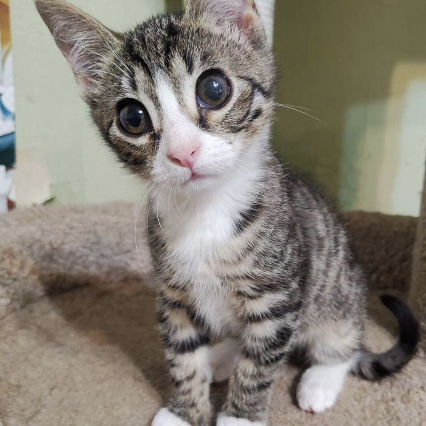 Котенок Таисия