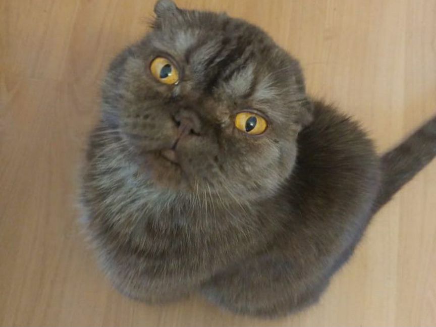 Шотландская вислоухая