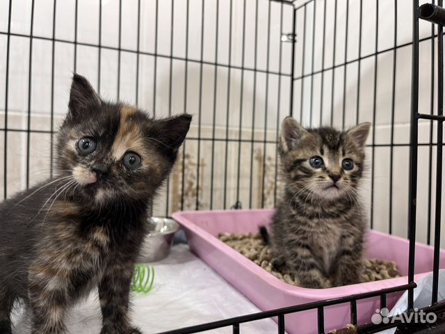 Котята 1,5 мес