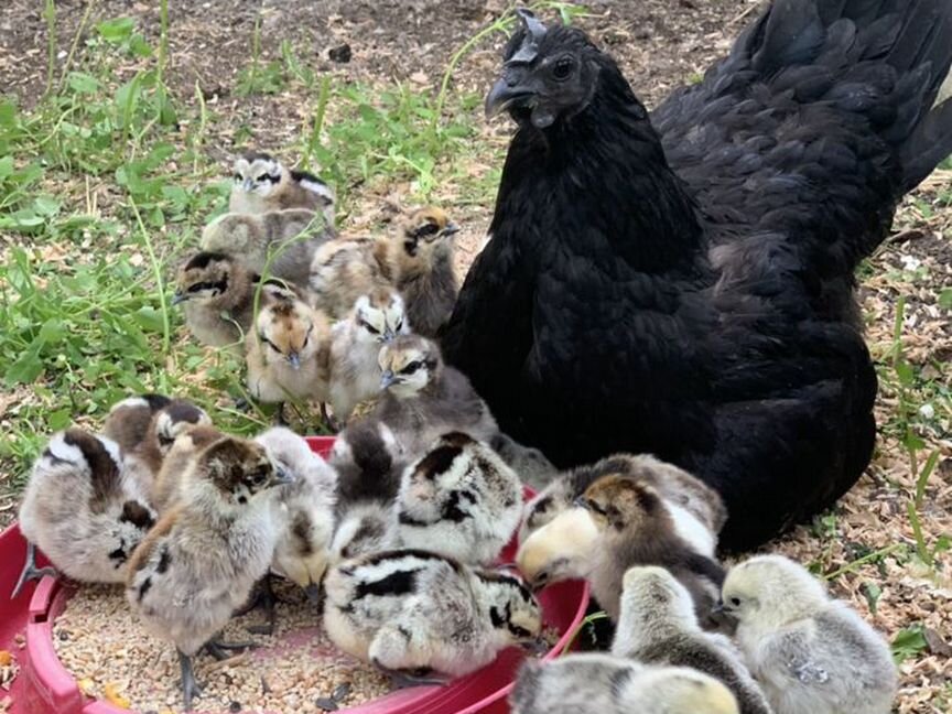 Цыплята Ухейилюй расписной (Лакеданзи)