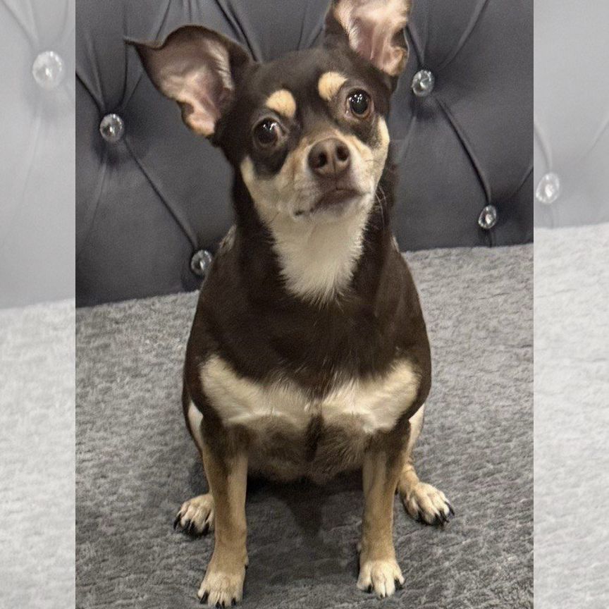 Русский той-терьер, взрослая собака