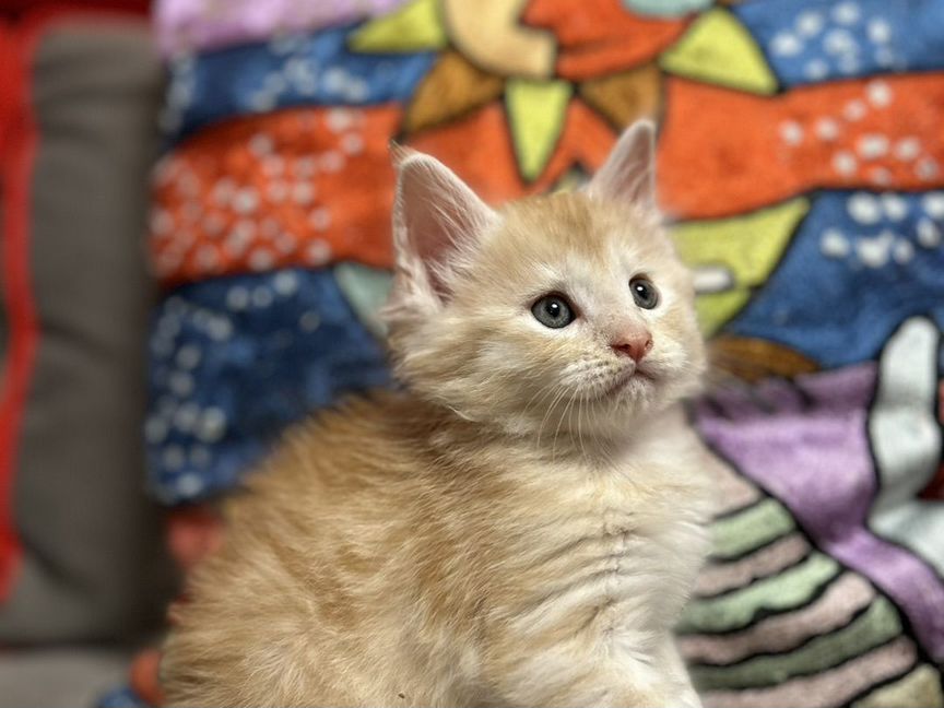 Котенок мейн-кун