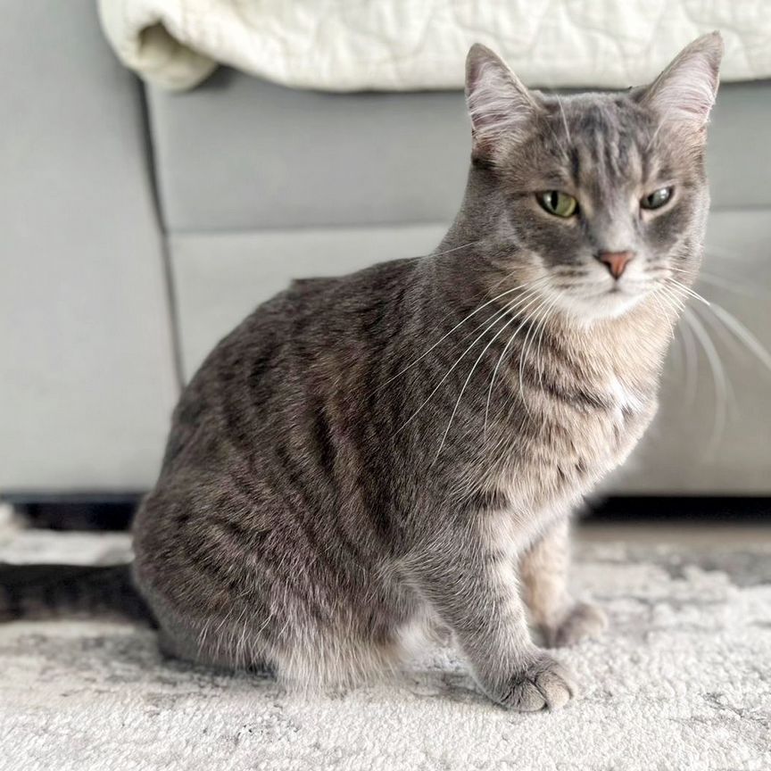 Взрослая, Девочка кошка в добрые руки