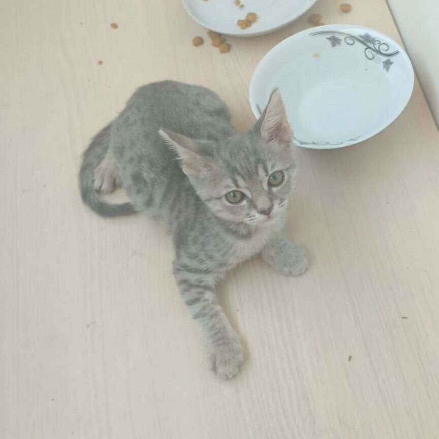 Котёнок девочка