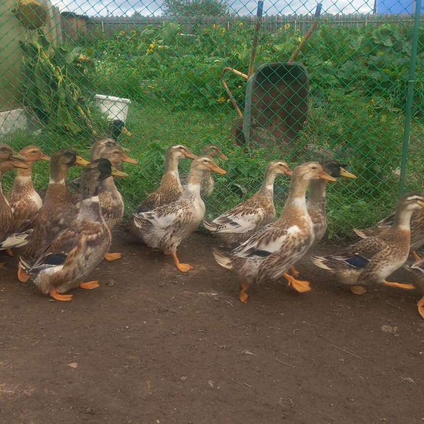 Утки башкирские