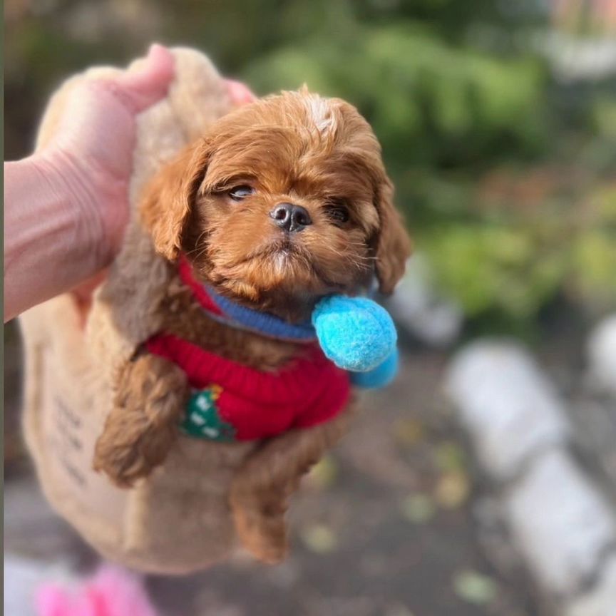 Тедди мальтипу ред браун