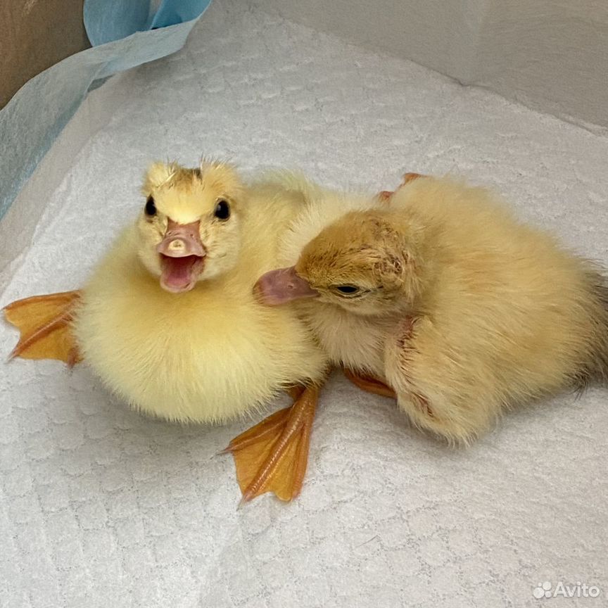 Отдам утят в дар