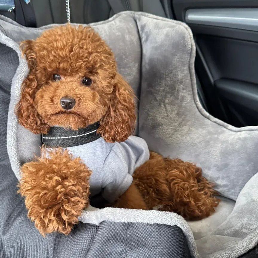 Той-пудель, щенок