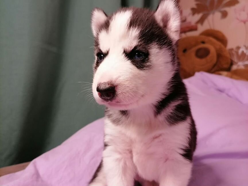 Щенки сибирской хаски