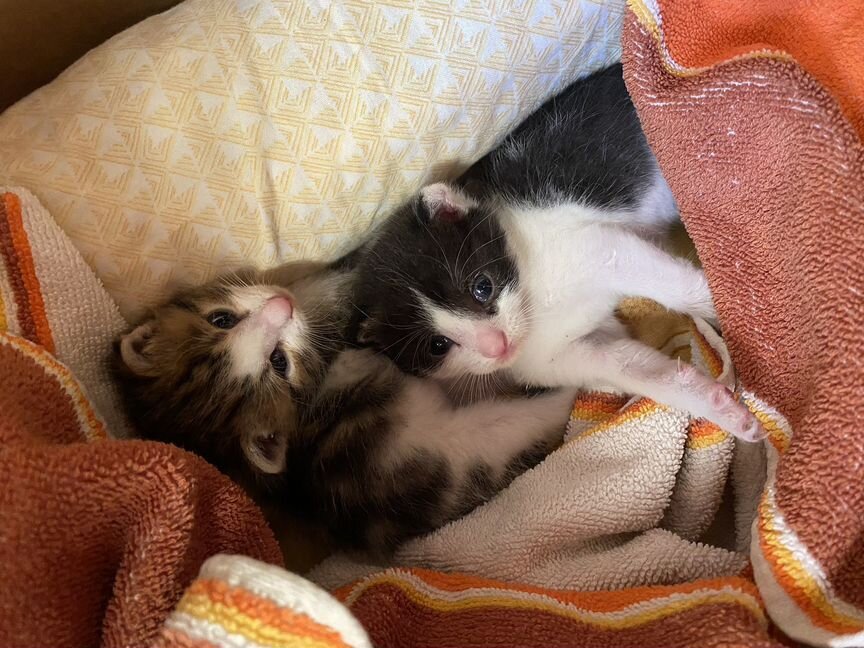 Котята в добрые руки