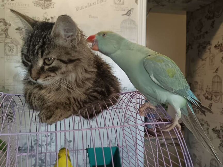 Два ожиреловых попугая выкормыша