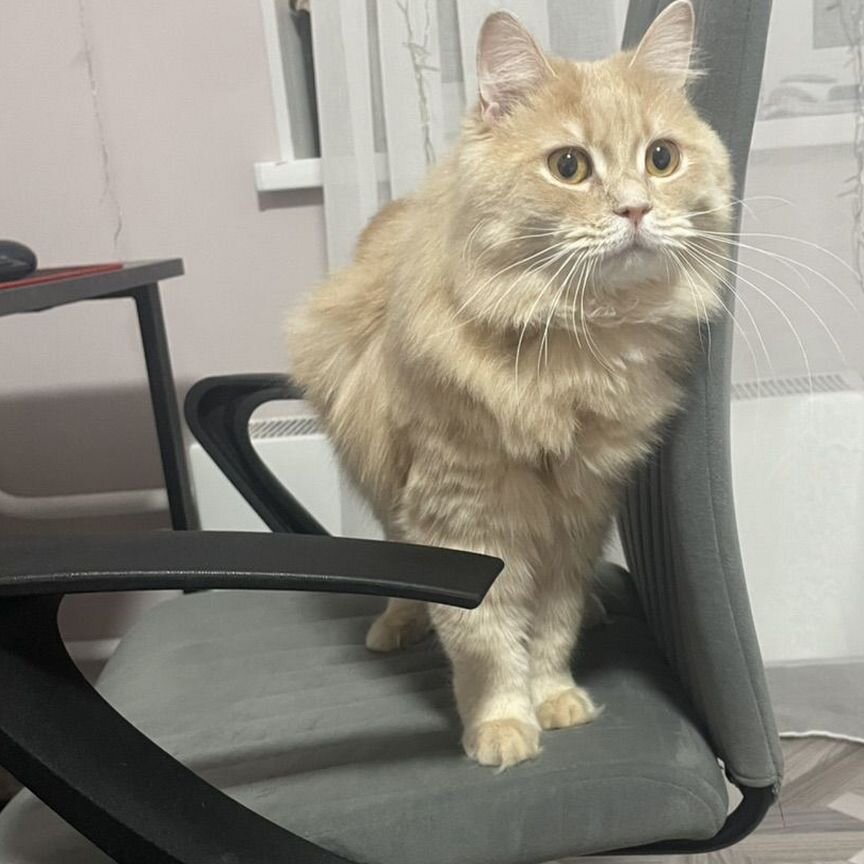 Персидский, взрослый кот