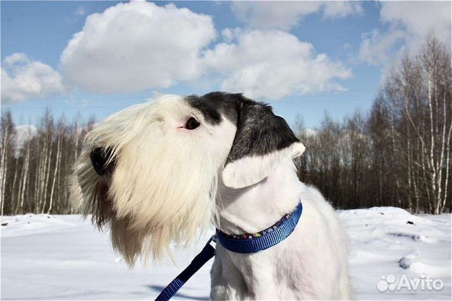Собака
