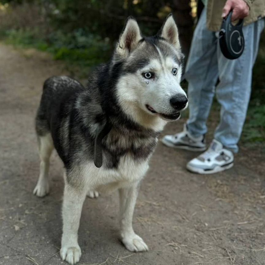 Сибирский хаски, взрослая собака