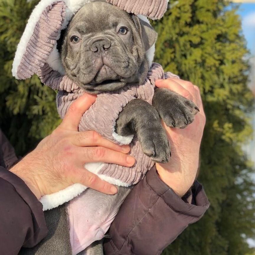 Французский бульдог щенки