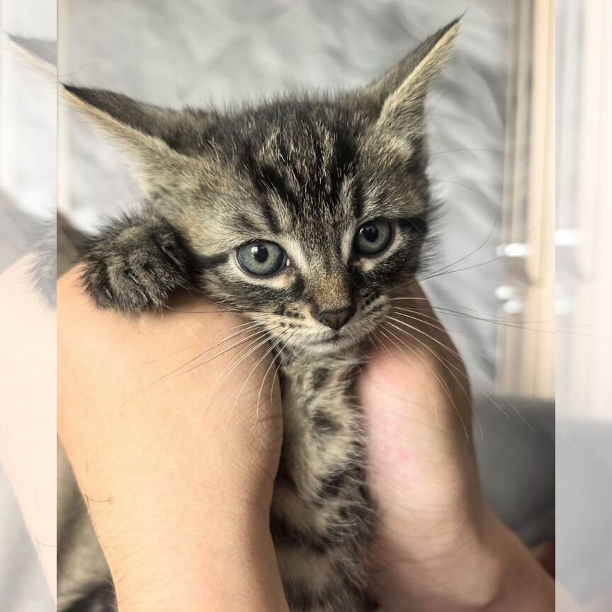 Котёнок от частного владельца