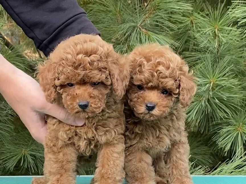 Щенки той пудель и карликовый