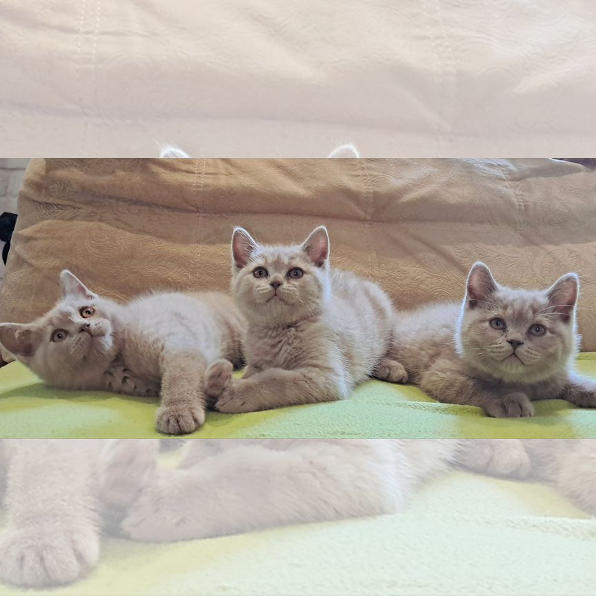 Британский короткошёрстный котёнок