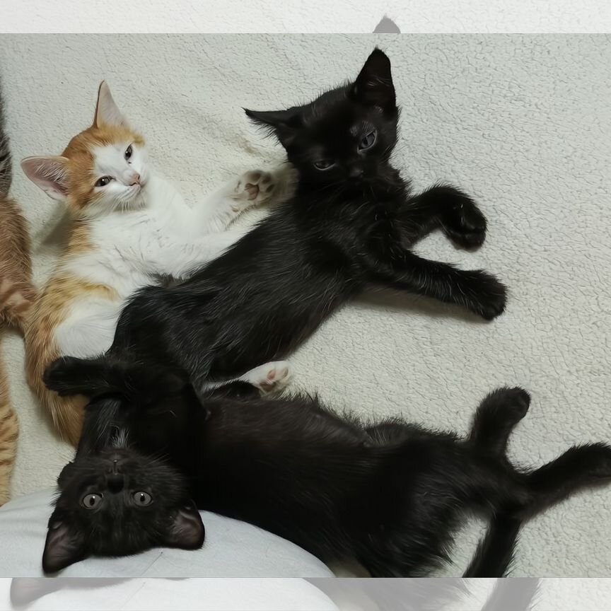 Котёнок в добрые руки