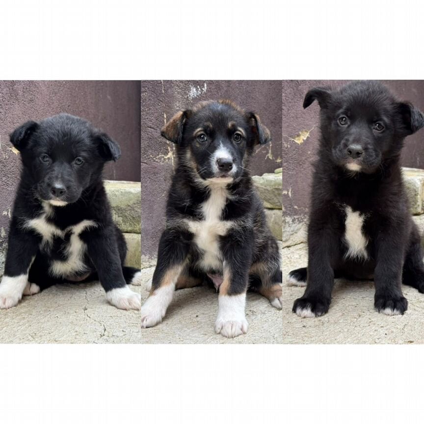 Отдам щенков в добрые руки