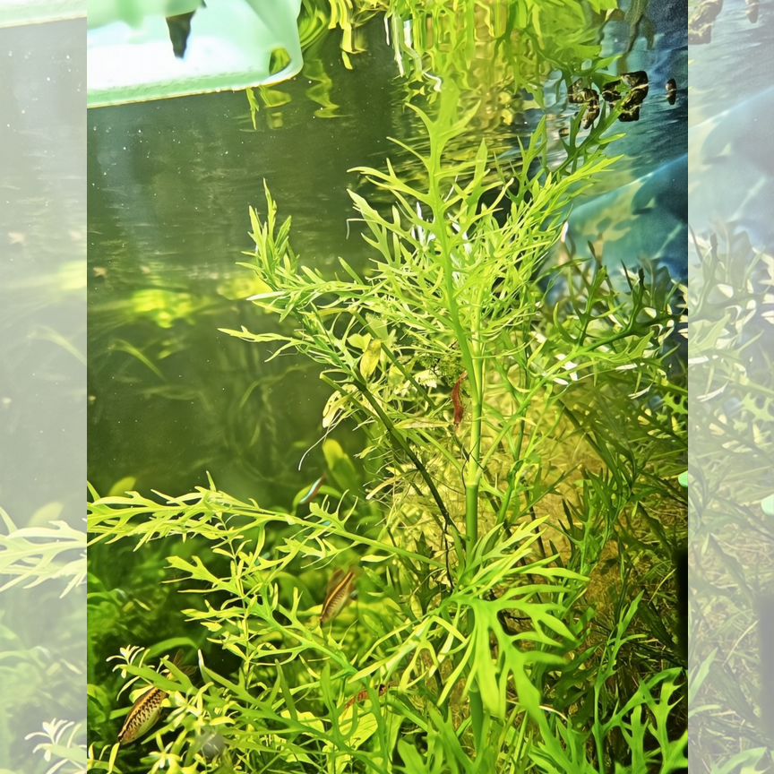 Растения для аквариума