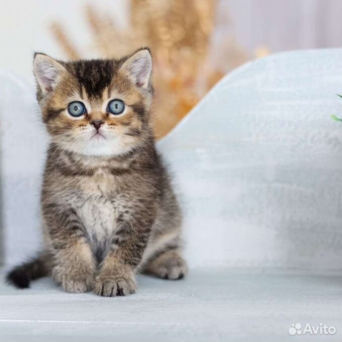 Британский плюшевый котёнок