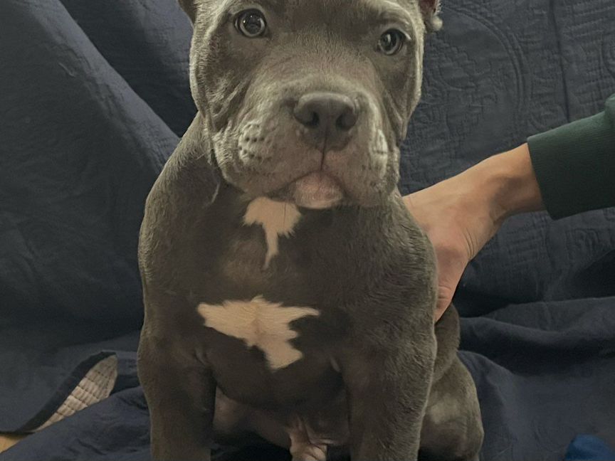 Американский булли