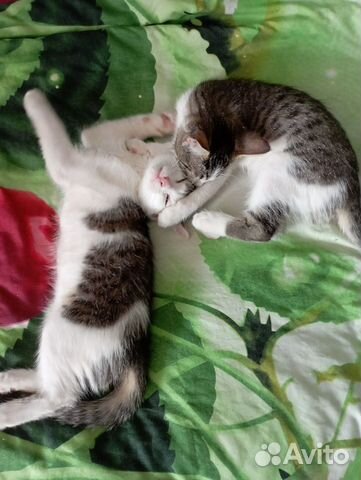 Отдам в добрые руки котят (2 девочки)