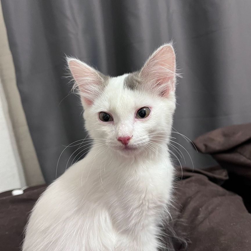 Кошка 2-3 мес в добрые рука