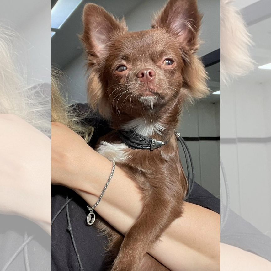 Чихуахуа, взрослый пёс