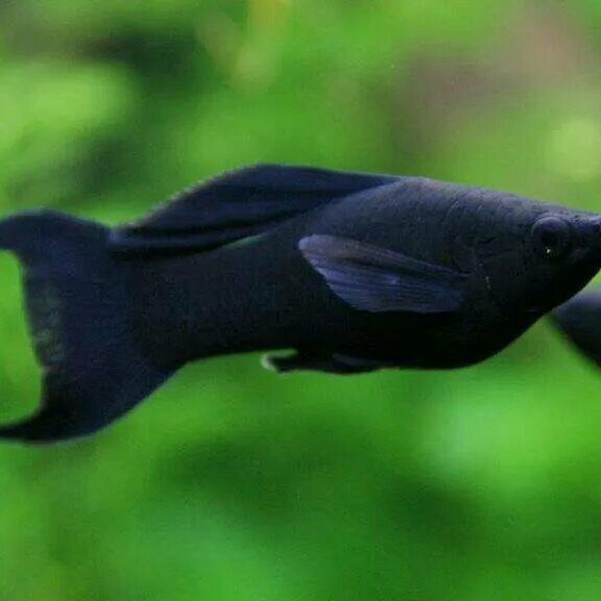 Маллинезии