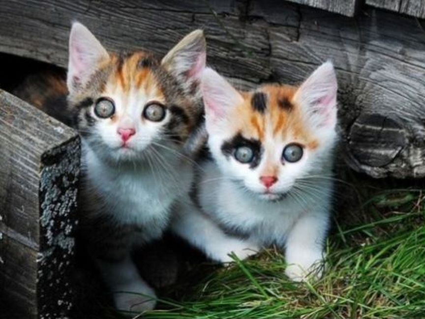 Отдам котят и щенят