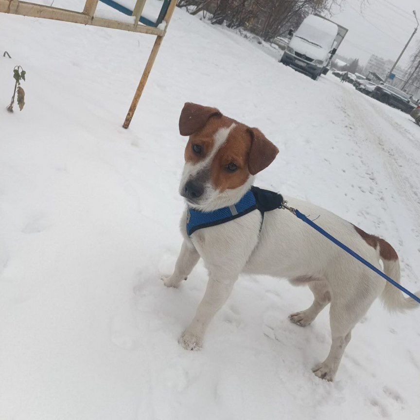 Джек-рассел-терьер, взрослая собака