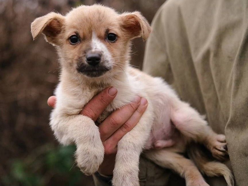 Щенок в добрые руки