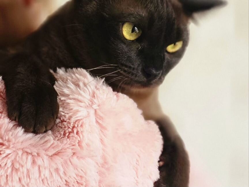 Бурманская кошечка