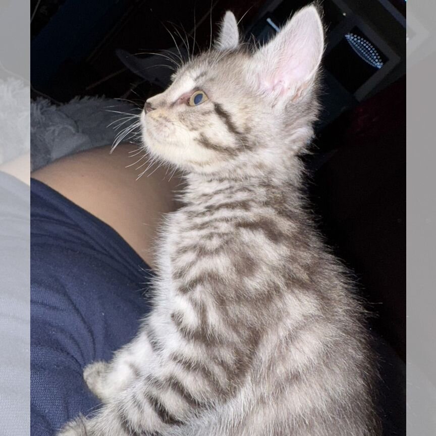 Британские котята