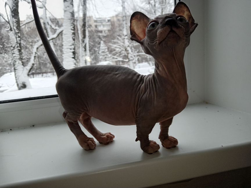 Бамбино сфинкс с метрикой