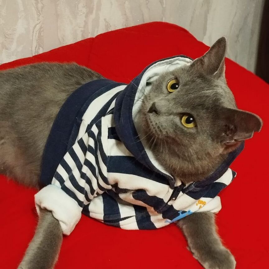 Отдам бесплатно животные