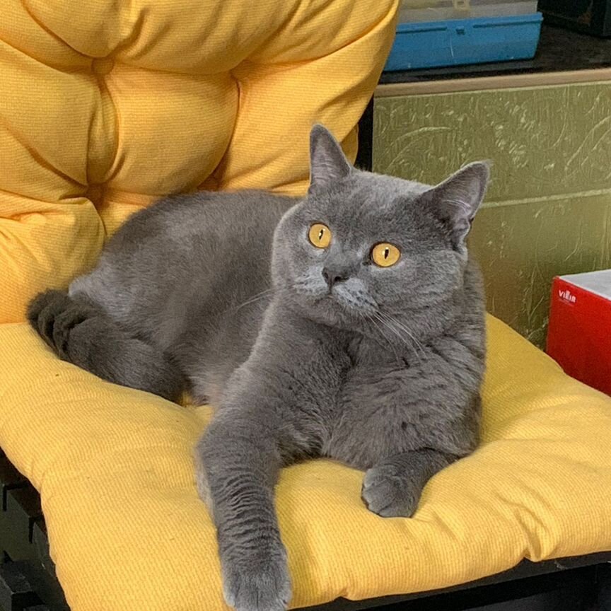 Британский кот